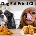 Explosion Chicken Marsala Sandwich - Yammi Chicken Recipe